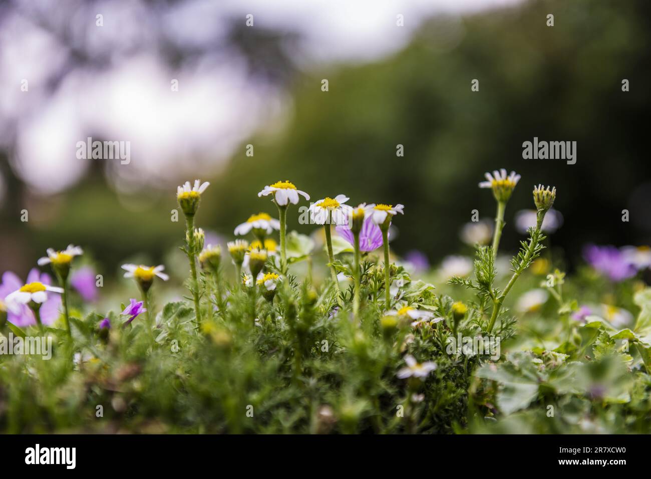Nice print of small spring flowers among the green grass Stock Photo - Alamy