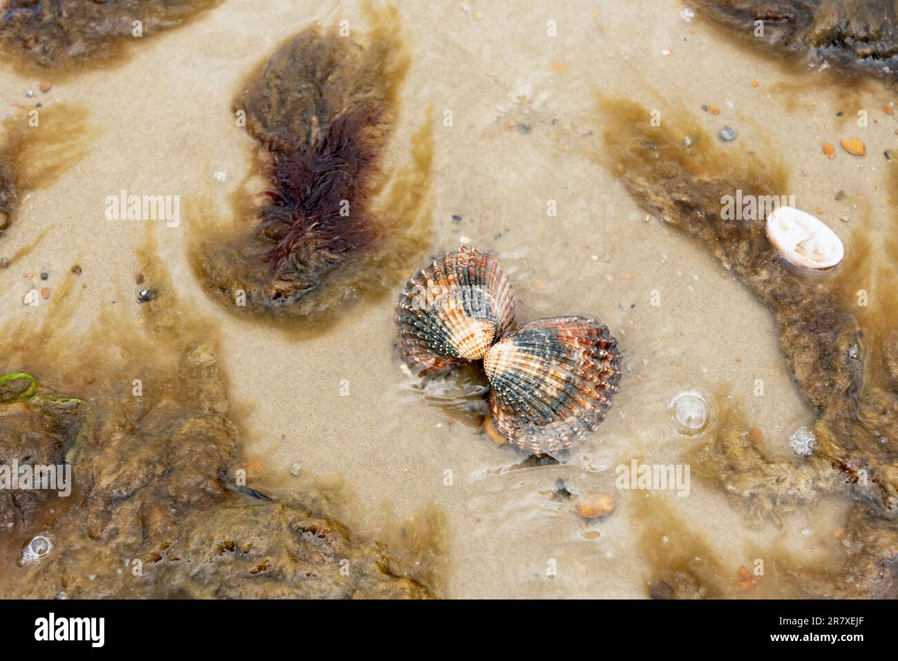 Dead seaweed hi-res stock photography and images - Alamy