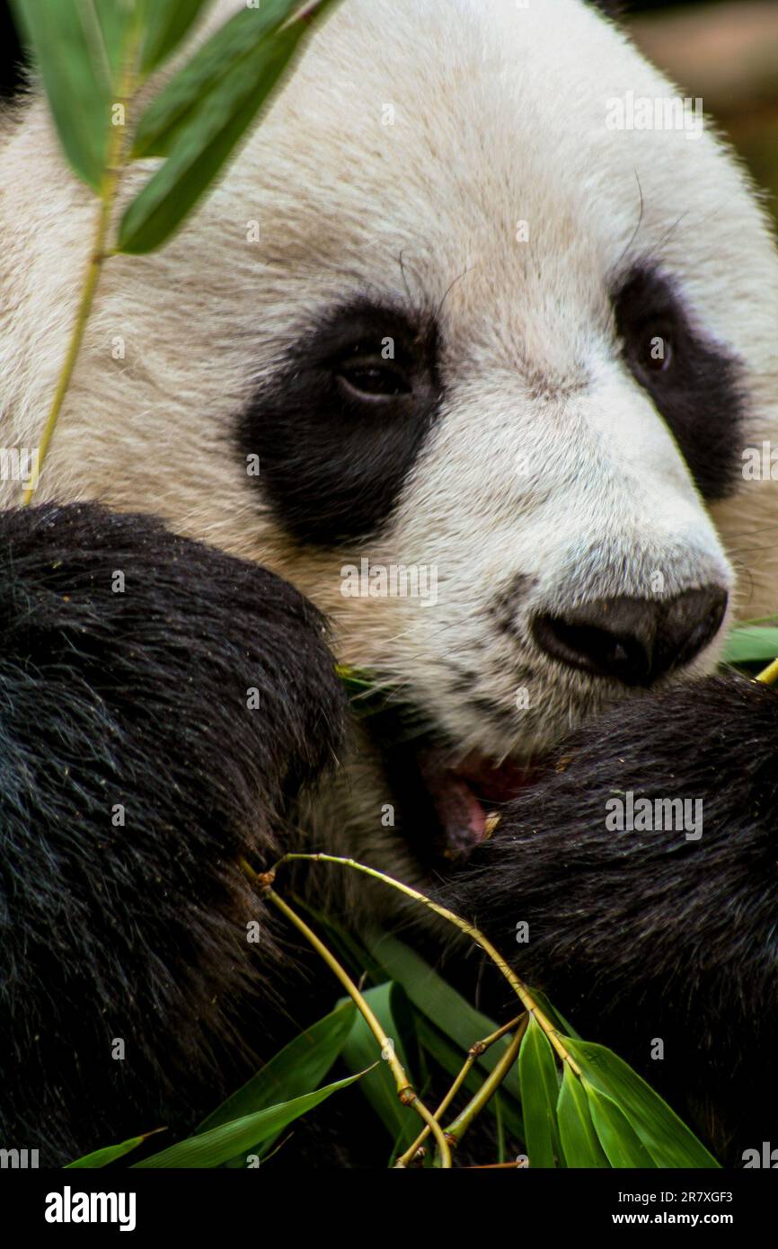 Panda bear eating bamboo at Chiang Mai zoo, Thailand Stock Photo - Alamy