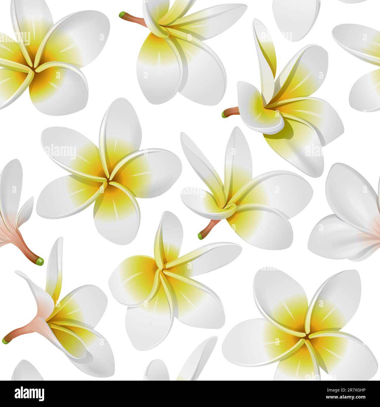 Frangipani (Plumeria) tropical flowers. Seamless pattern background ...