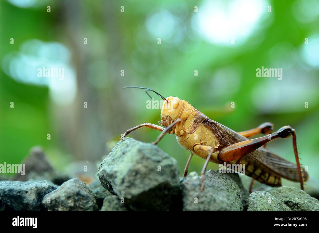 wood locust in stone Stock Photo - Alamy