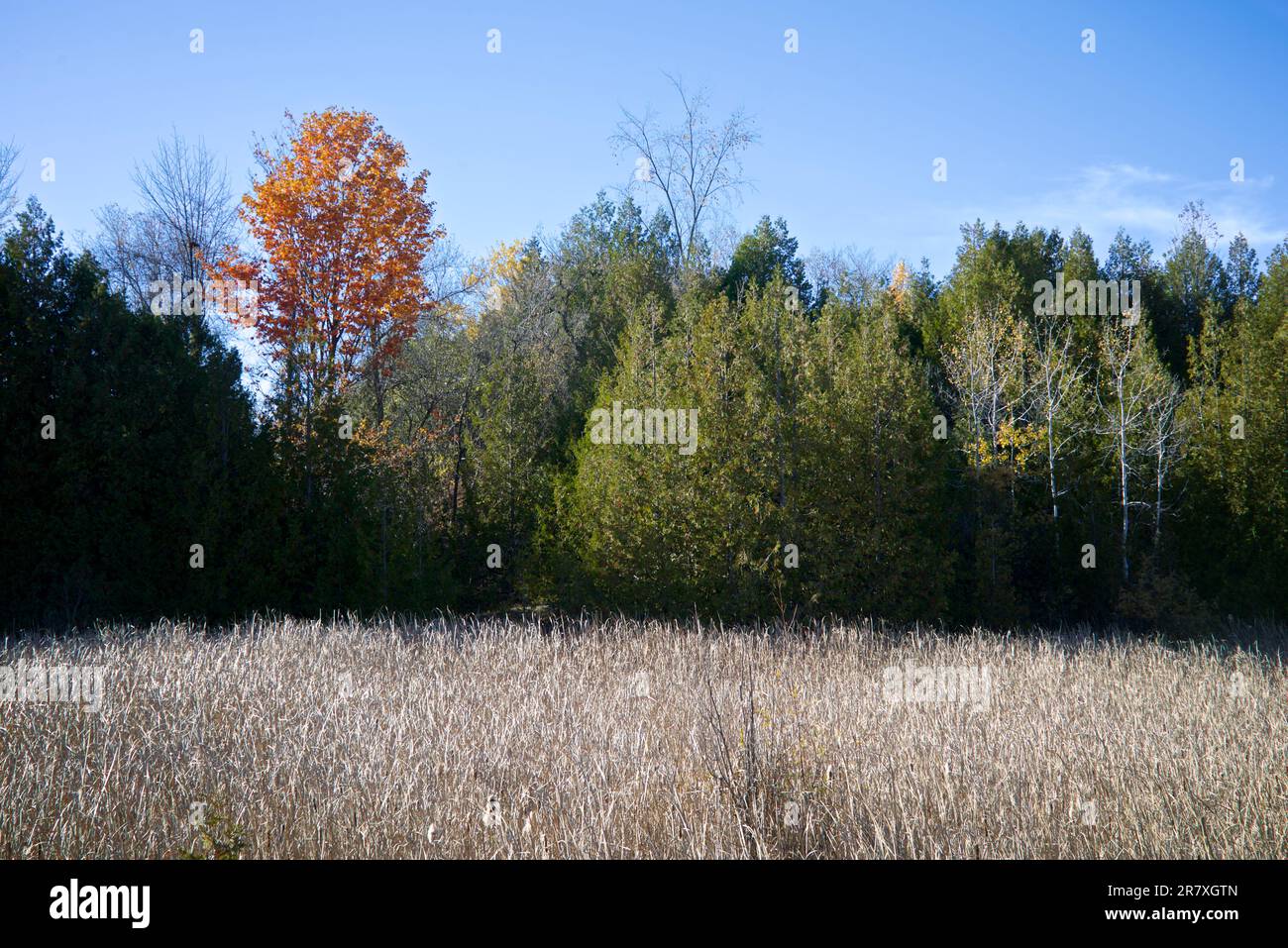 A single maple tree in a public park Stock Photo - Alamy