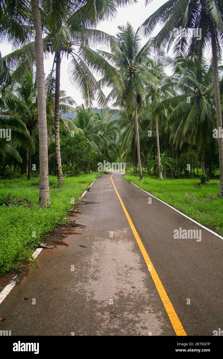 Empty rural road in the countryside of Thailand. Road lined with palm ...