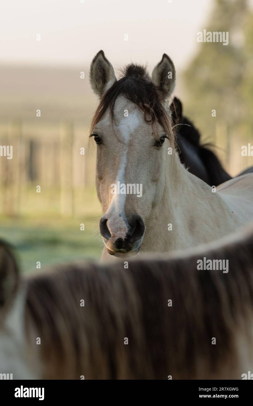 Criollo horses in the countryside of Uruguay Stock Photo - Alamy