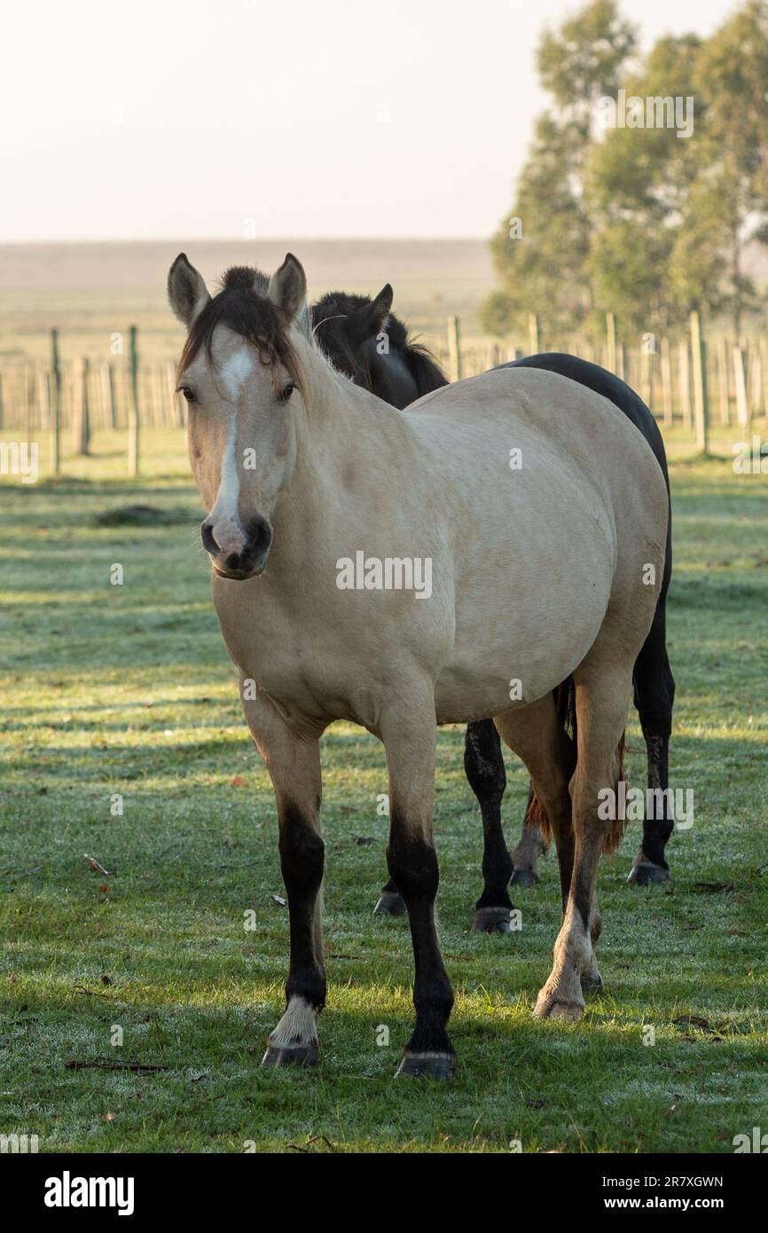 Criollo horses in the countryside of Uruguay Stock Photo - Alamy