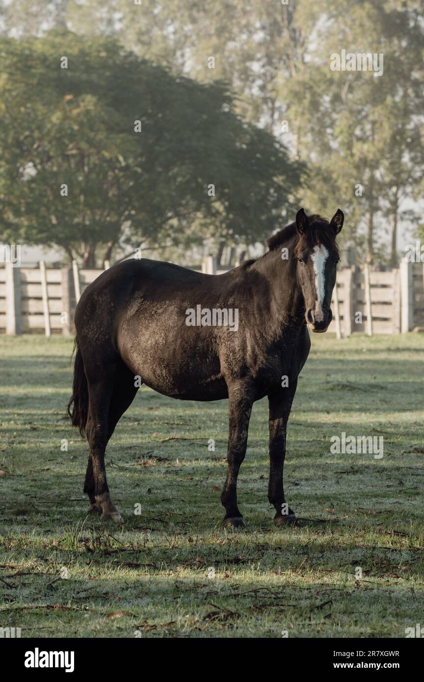 Criollo horses in the countryside of Uruguay Stock Photo - Alamy