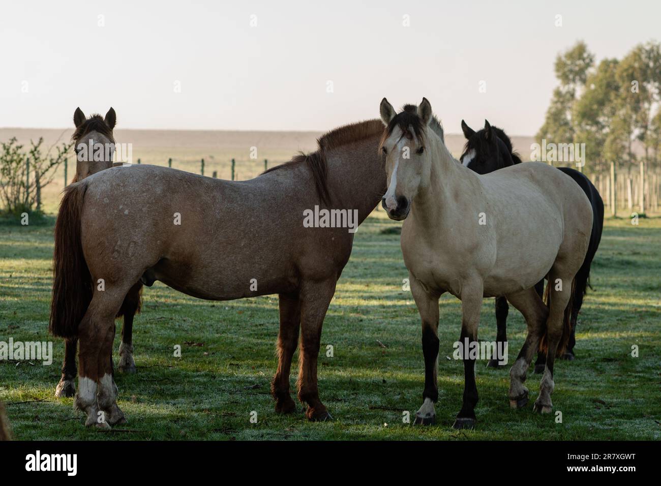 Criollo horses in the countryside of Uruguay Stock Photo - Alamy