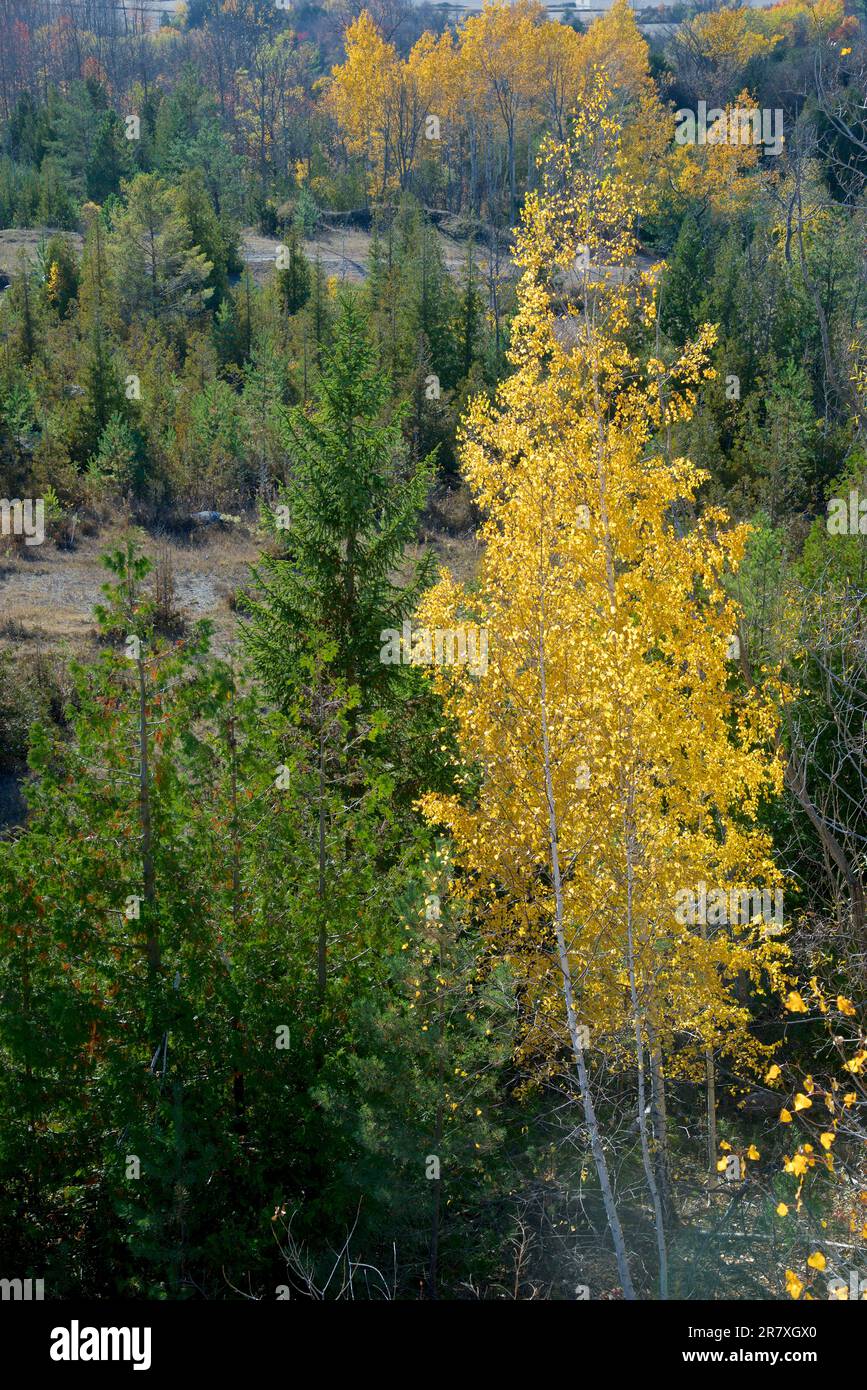 Autumn forest pine birch hi-res stock photography and images - Alamy