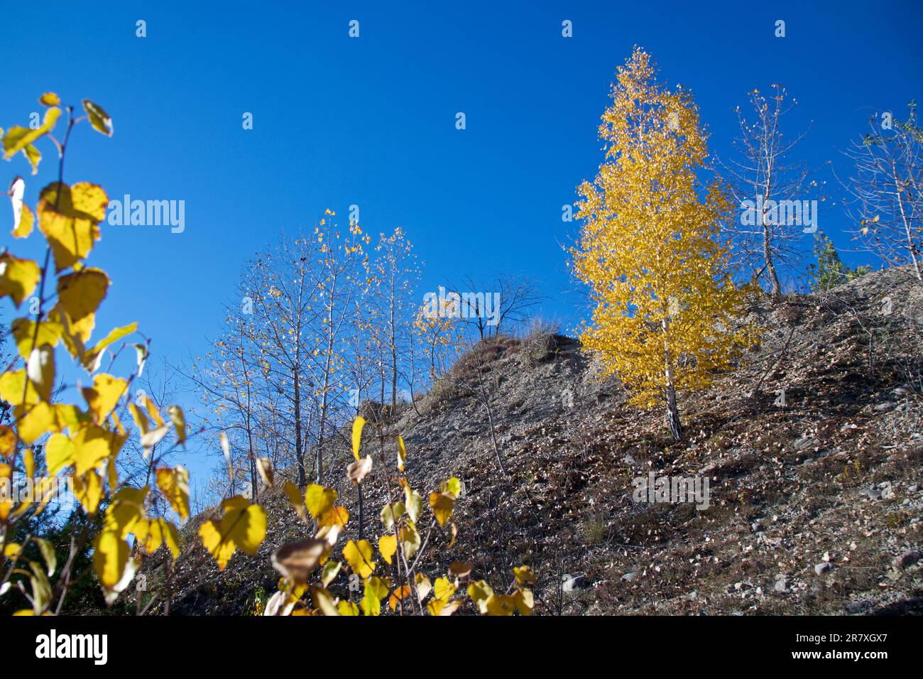 Single maple tree in green forest hi-res stock photography and images ...