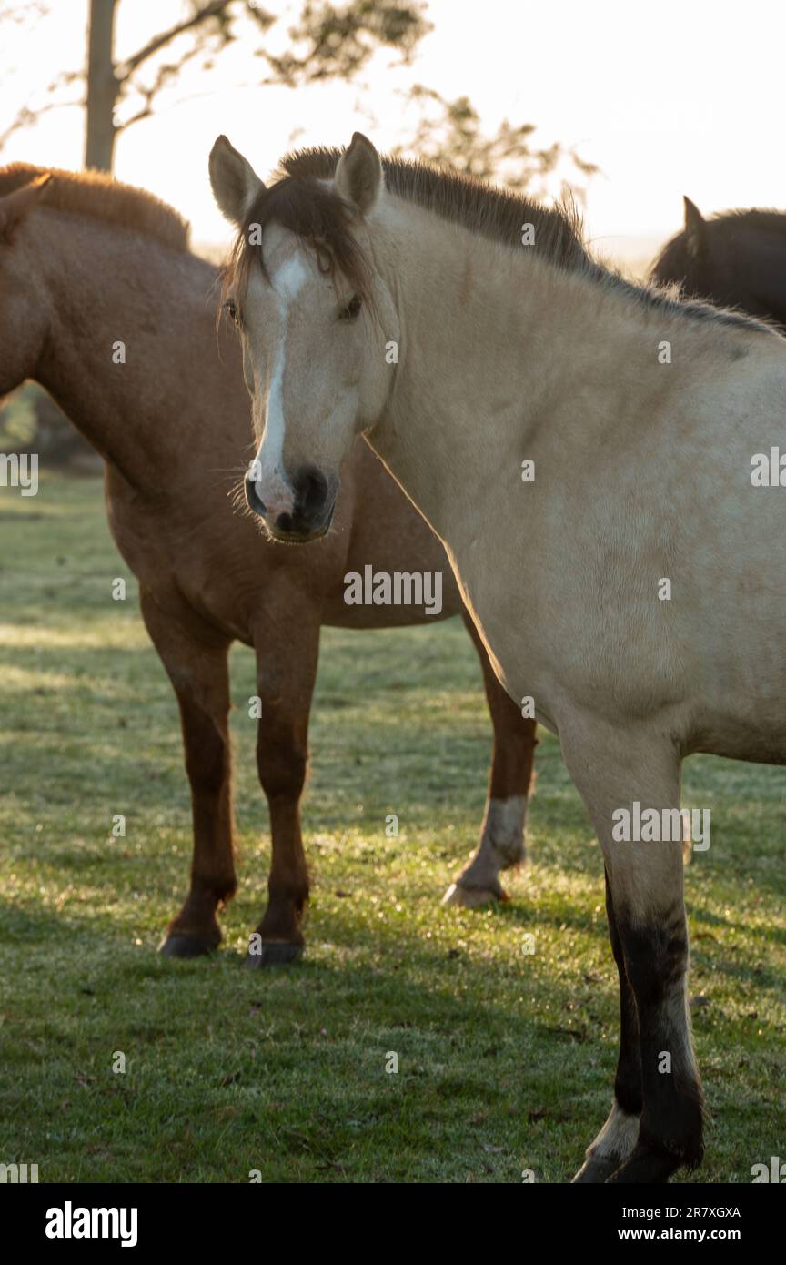 Criollo horses in the countryside of Uruguay Stock Photo - Alamy