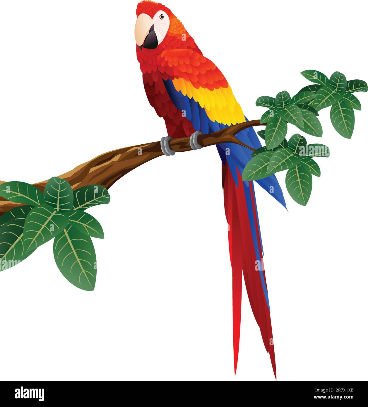 Red scarlet macaw Stock Vector Images - Alamy