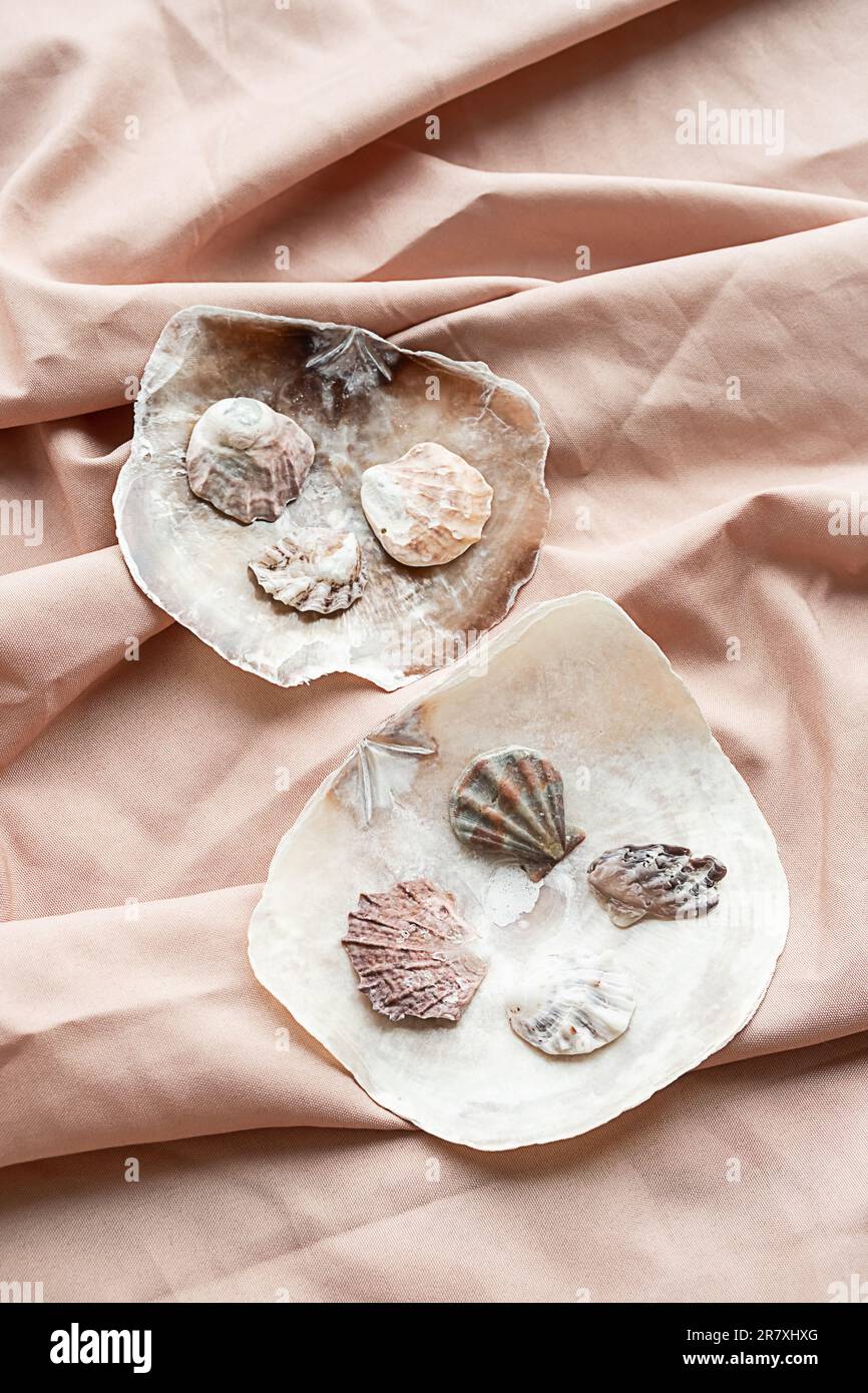 Seashells maritime wealth. Sea shells collection for crafting ...