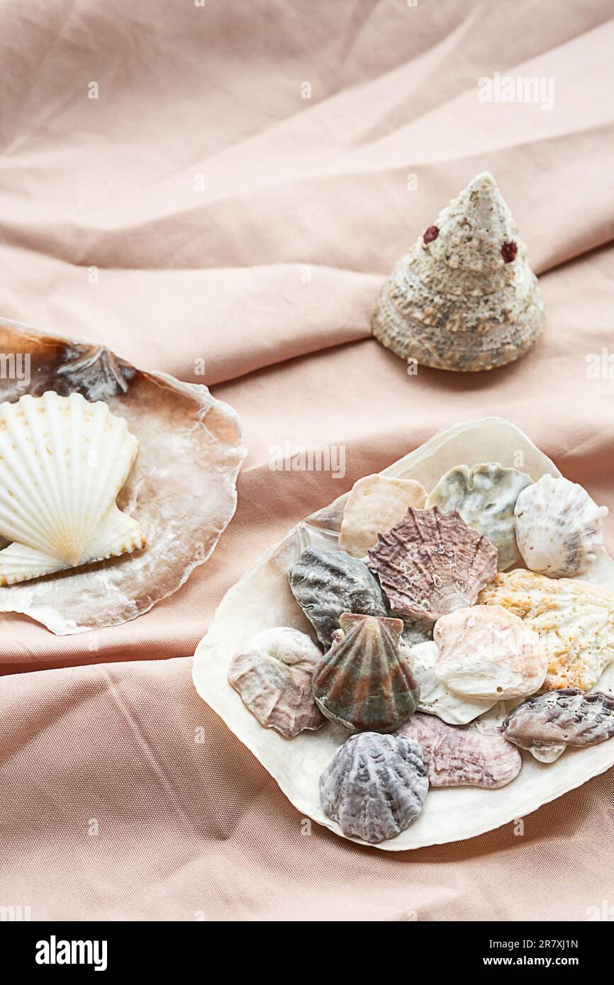 Seashells maritime wealth. Sea shells collection for crafting ...