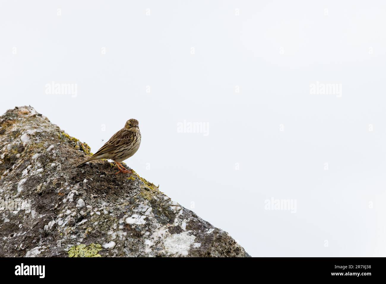 European Rock Pipit [ Anthus petrosus ] standing on large boulder with ...