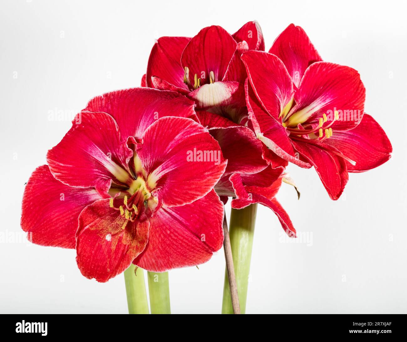 'Magical Touch' Hippeastrum, Amaryllis (Hippeastrum x hortorum Stock ...