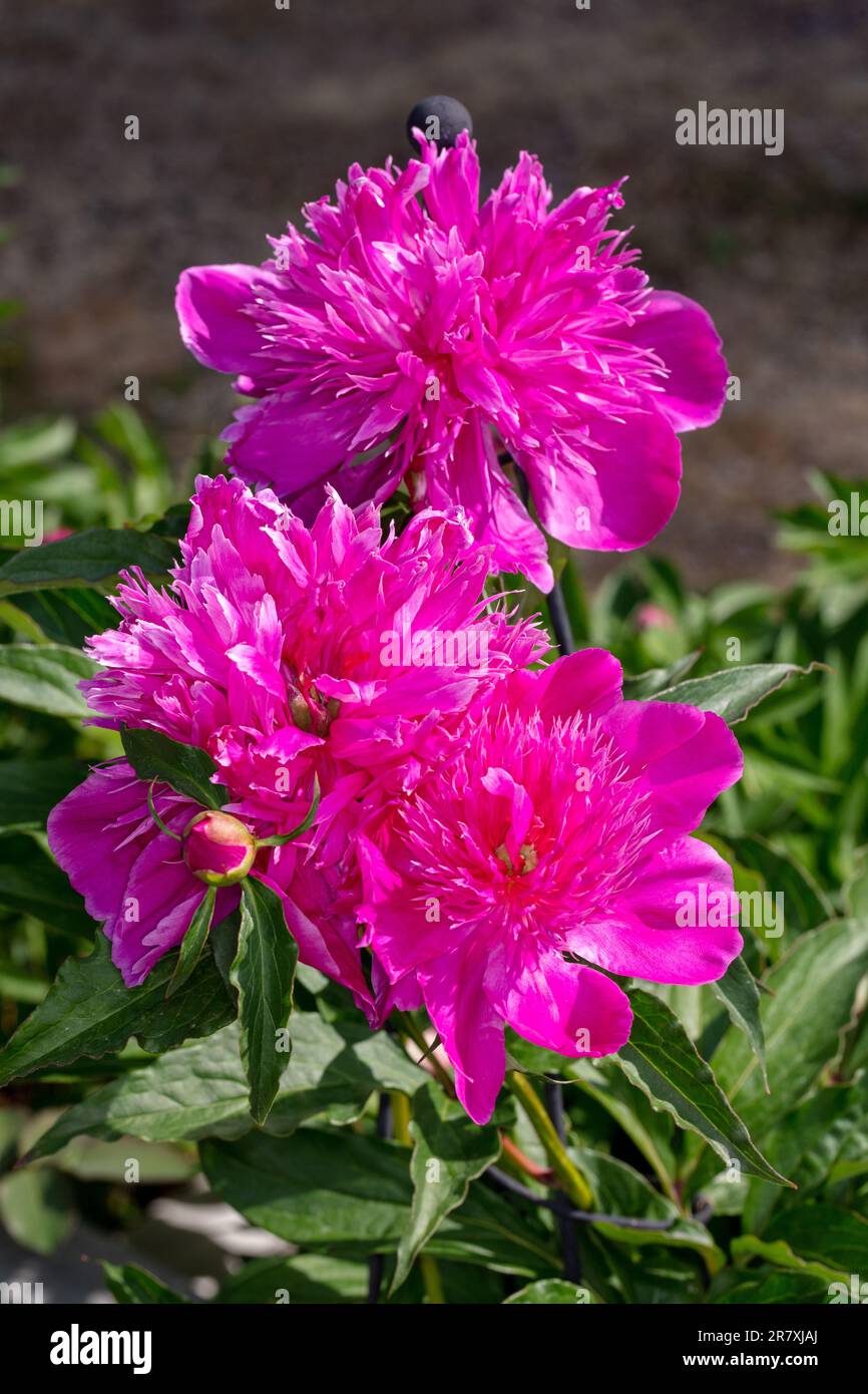'Purple Spider' Common garden peony, Luktpion (Paeonia lactiflora Stock ...