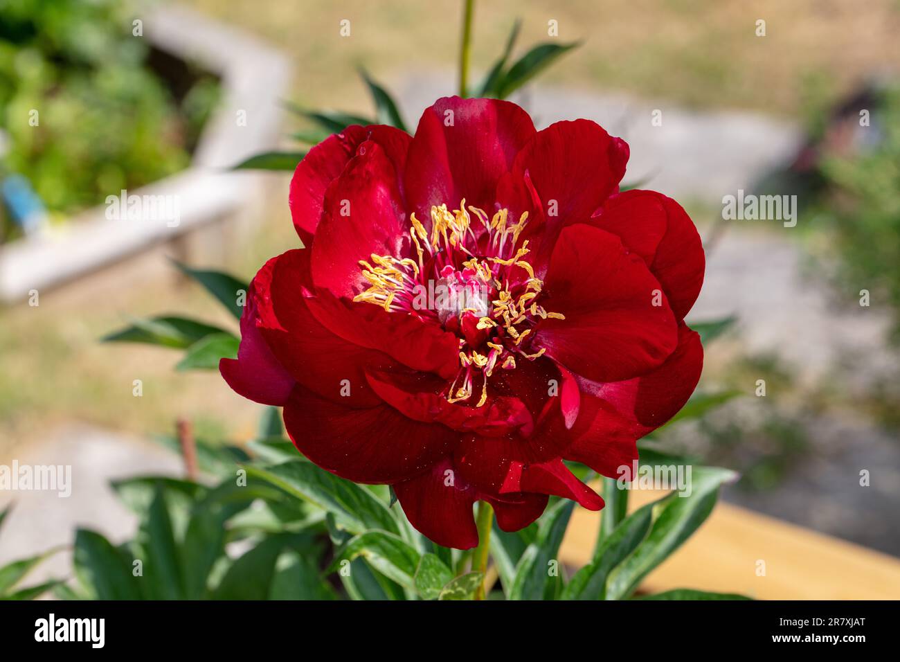 Hybrid pion hi-res stock photography and images - Alamy