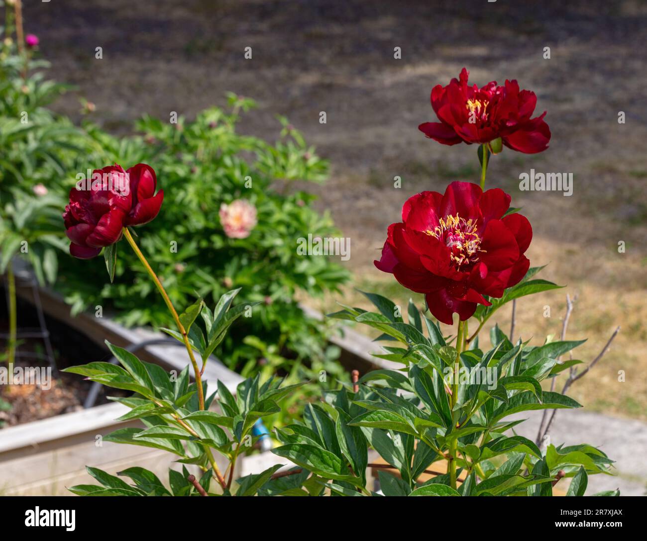 Pionvaxter hi-res stock photography and images - Alamy