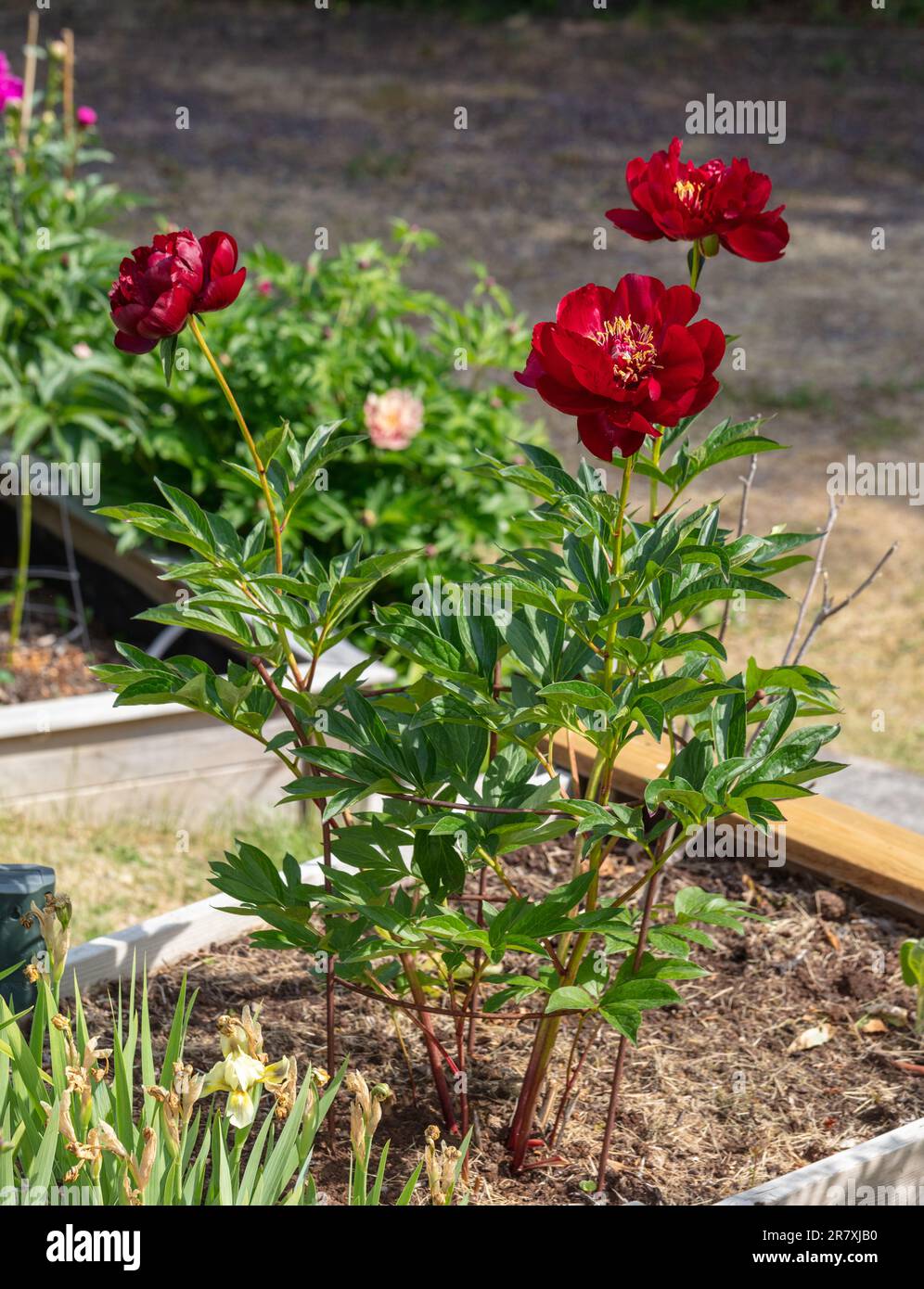 Hybrid pion hi-res stock photography and images - Alamy