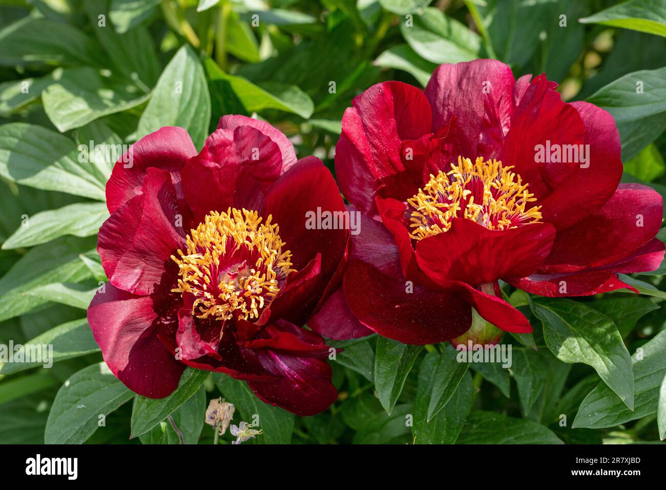 Paeonia chocolate soldier hi-res stock photography and images - Alamy