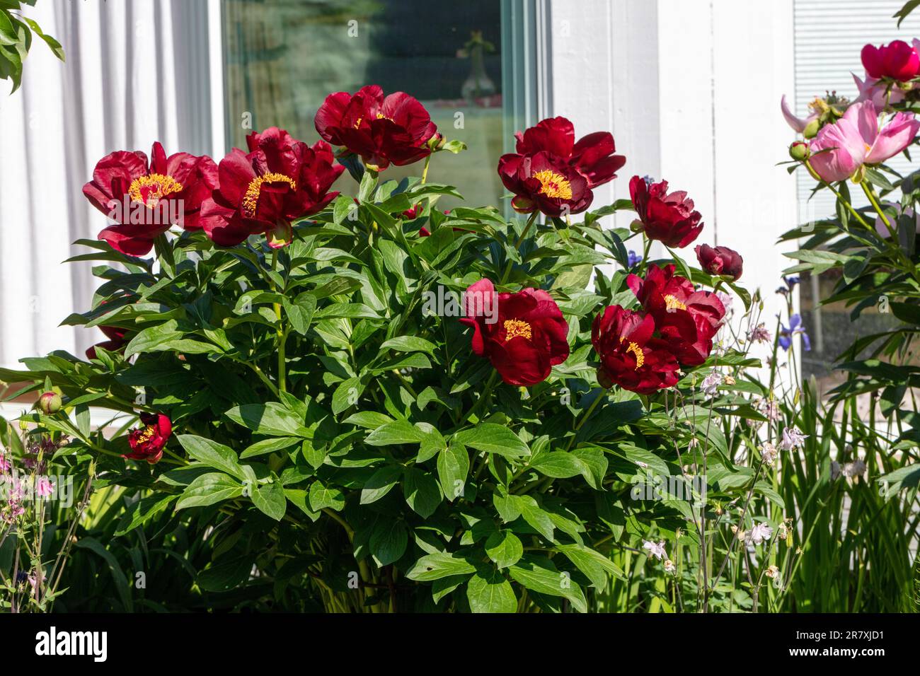 Red peony flower paeonia officinalis hi-res stock photography and ...