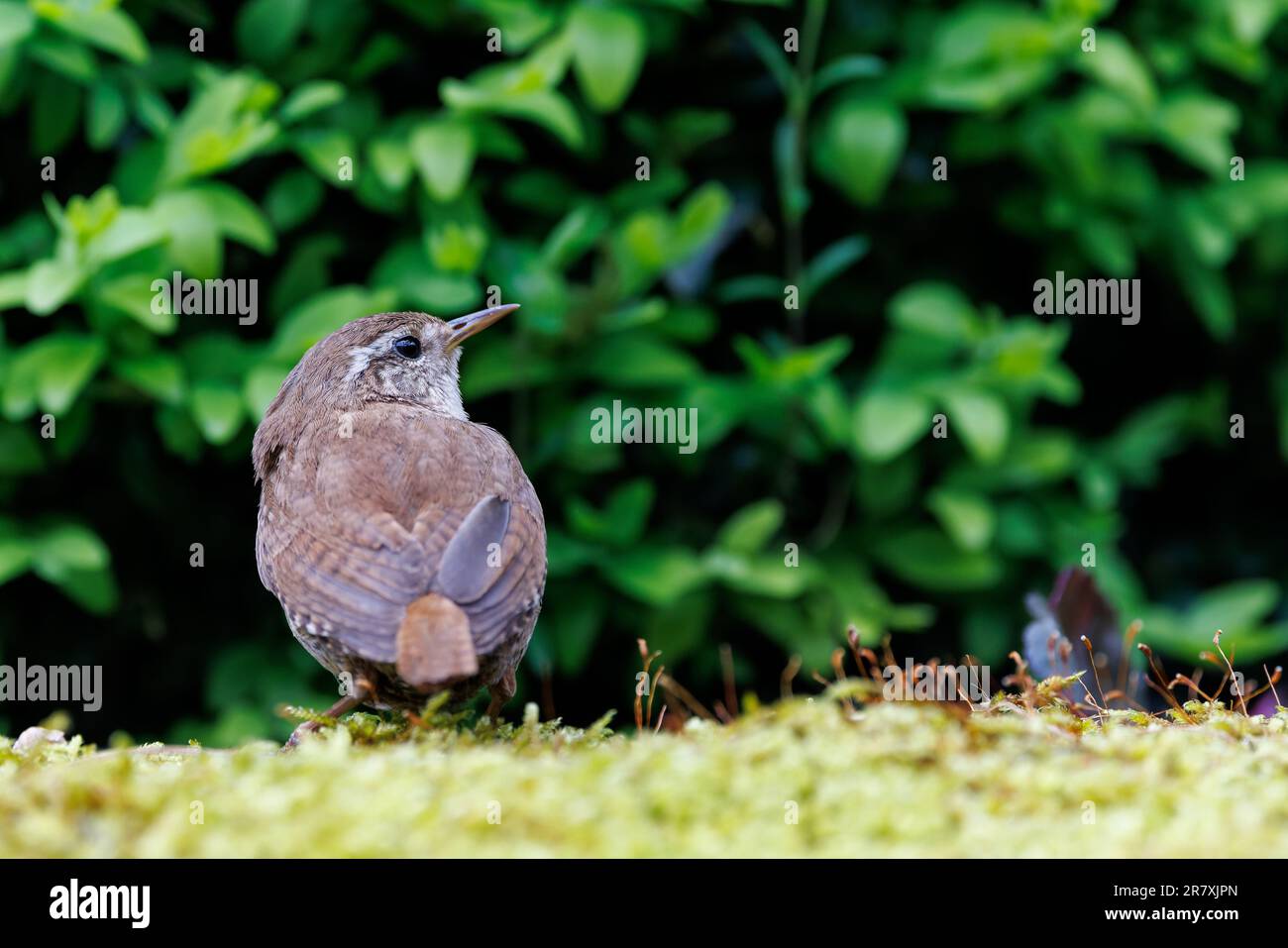 Wren [ Troglodytes troglodytes ] on mossy garden wall Stock Photo - Alamy