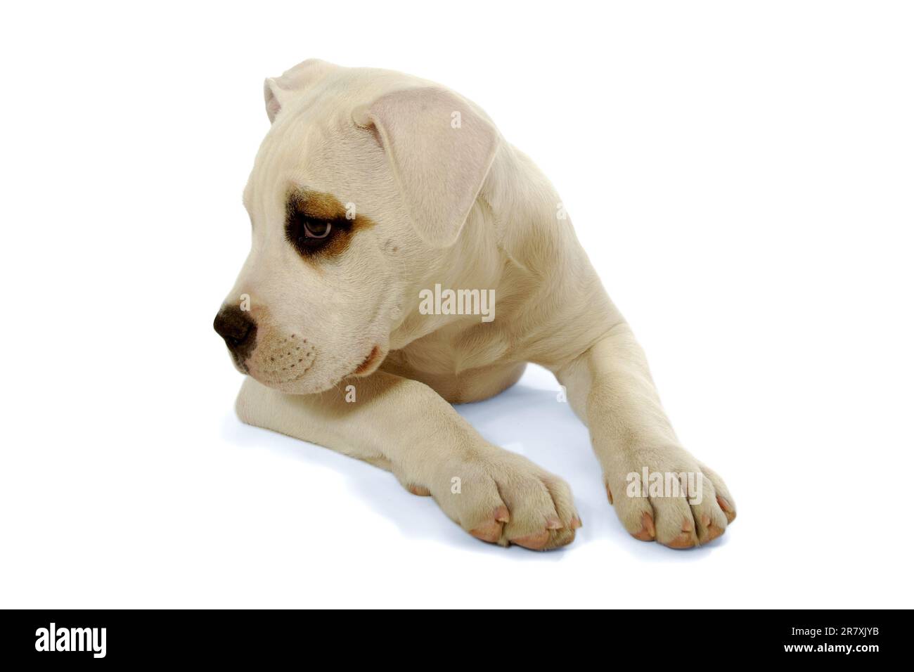 Very shy dog hi-res stock photography and images - Alamy