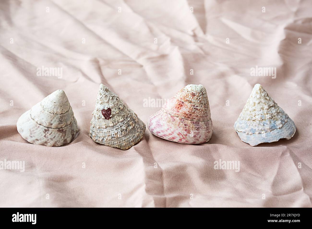 Some seashells on textile background. Sea shells maritime wealth Stock ...