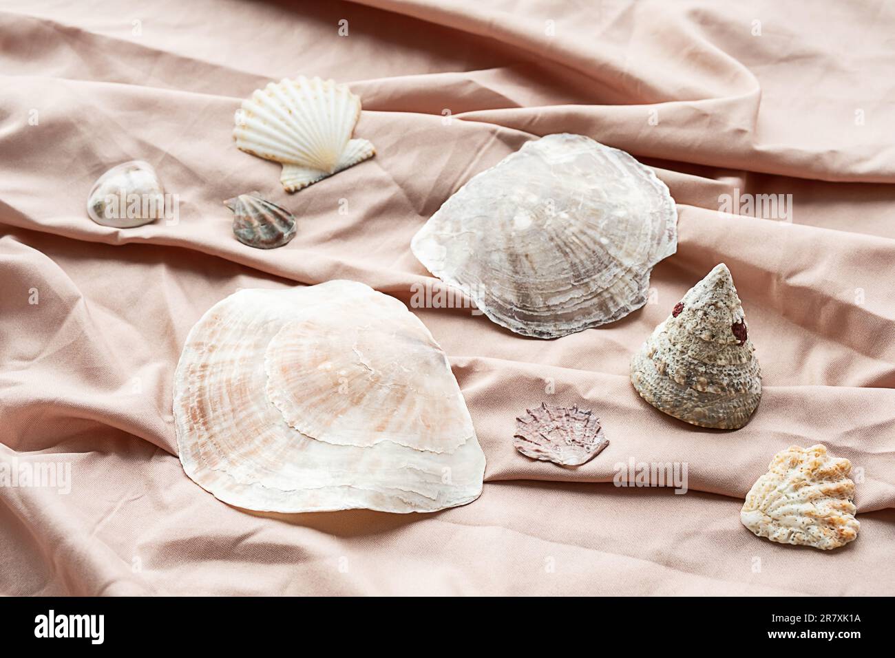 Some seashells on textile background. Sea shells maritime wealth Stock ...
