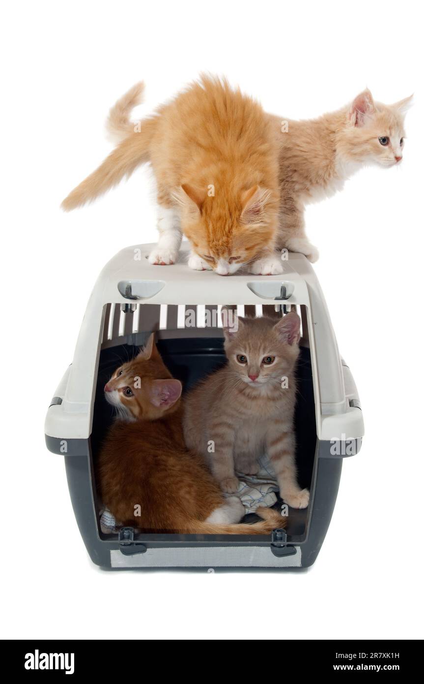 Very sweet cat kittens is ontop and inside of a transport box taken on ...