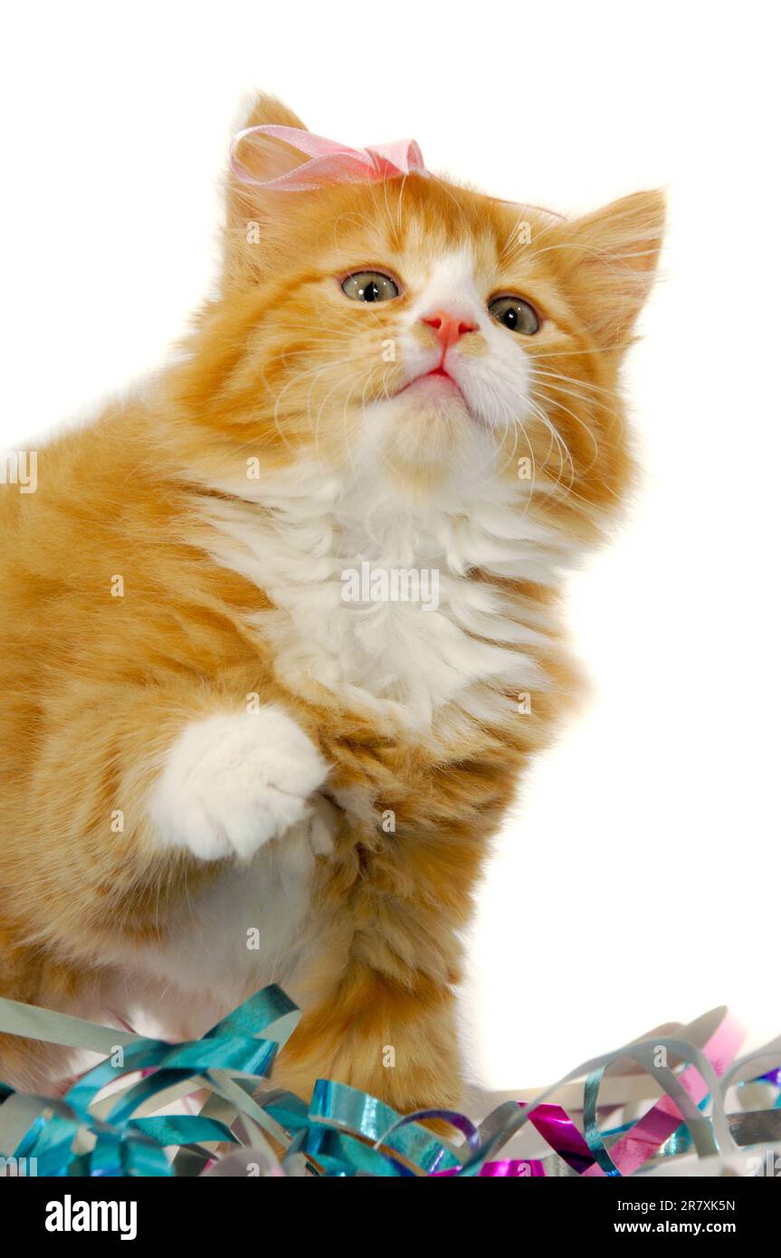 Sweet cat kitten with bow standing in confetti Stock Photo - Alamy