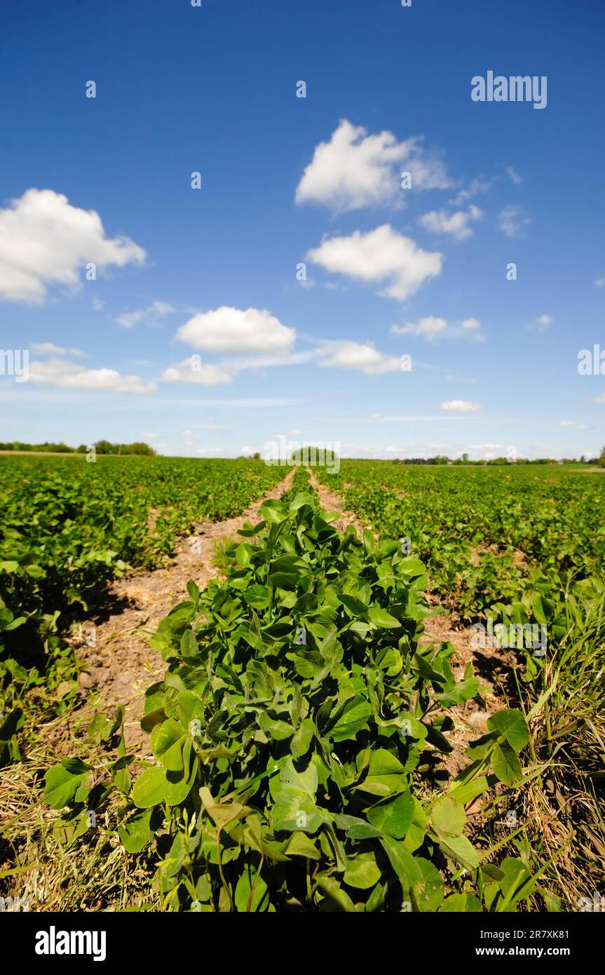 Field with rows of plants Stock Photo - Alamy
