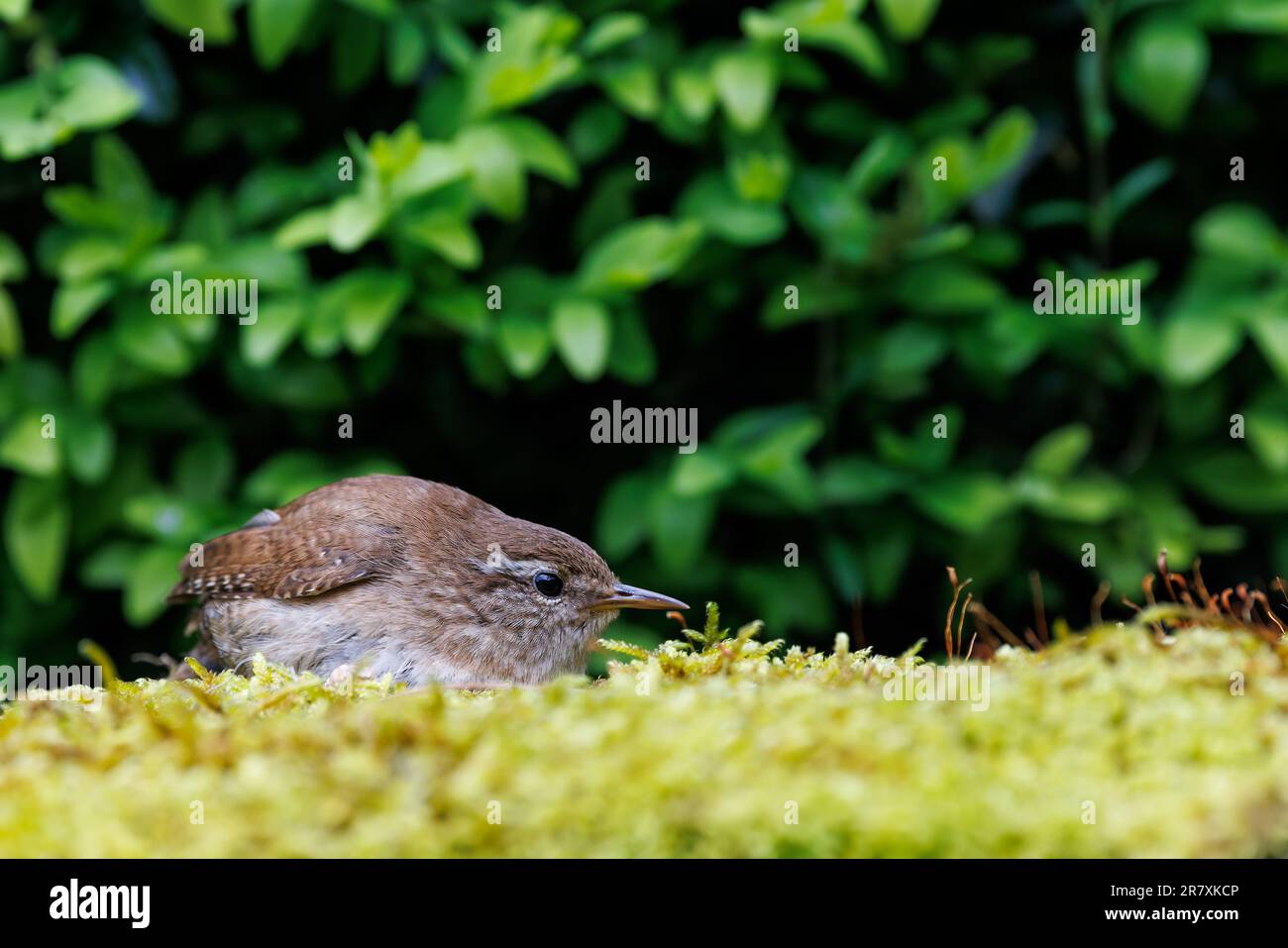 Wren [ Troglodytes troglodytes ] on mossy garden wall Stock Photo - Alamy