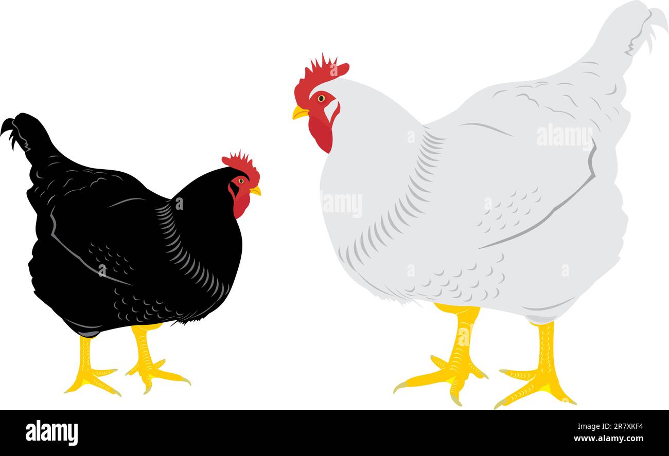 White hen Cut Out Stock Images & Pictures - Alamy