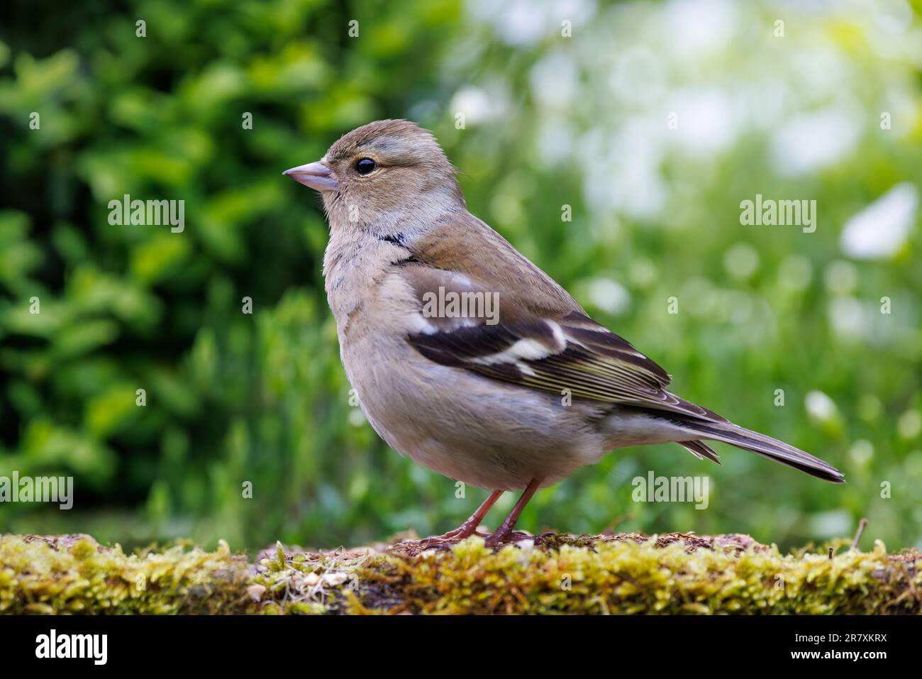 Common Chaffinch [ Fringilla coelebs ] Female bird on mossy garden wall ...