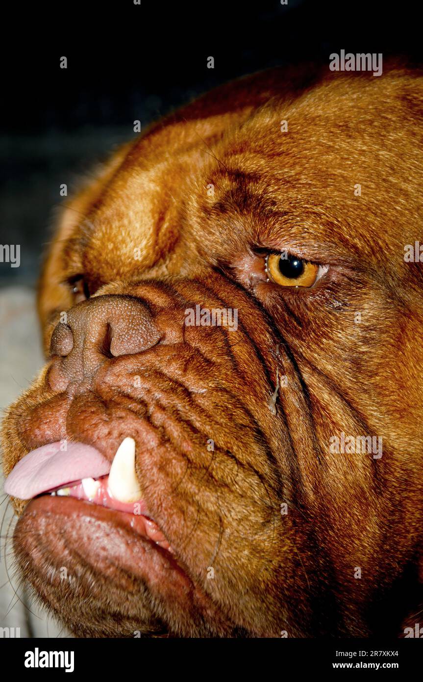 Face of a ugly dogs face Stock Photo - Alamy