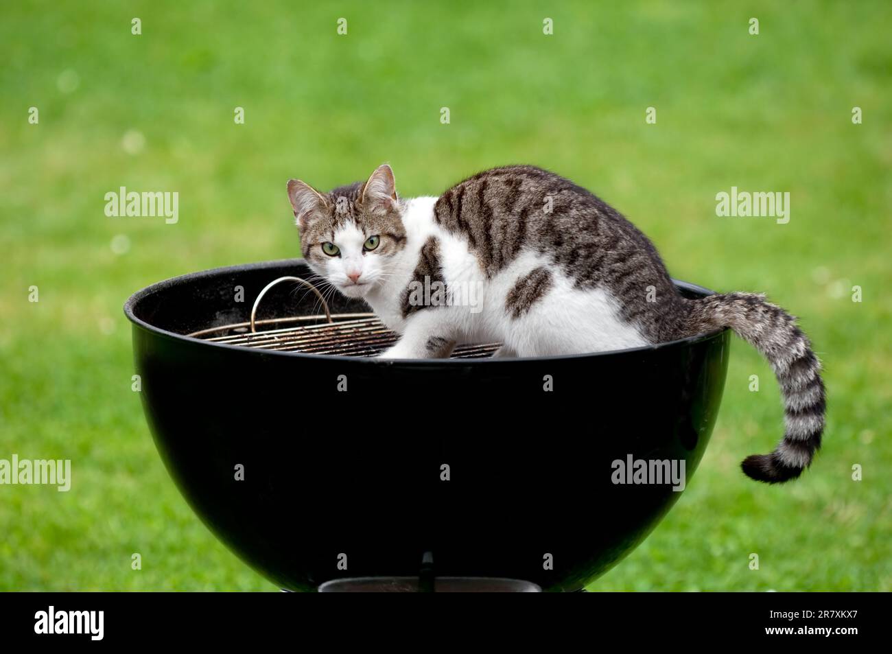 A hungry cat sitting on a barbecue grill looking Stock Photo - Alamy