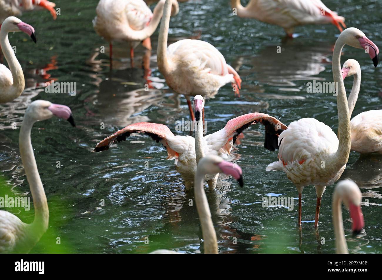 Thomas lenzner hi-res stock photography and images - Alamy