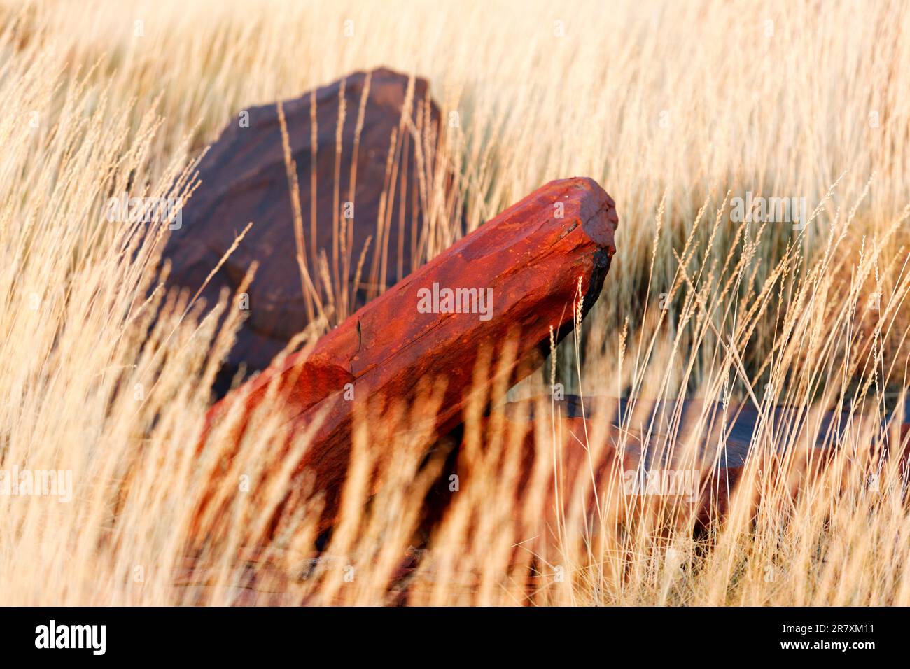 Red rock formation in Spinifex grass, Chichester Millstream National ...