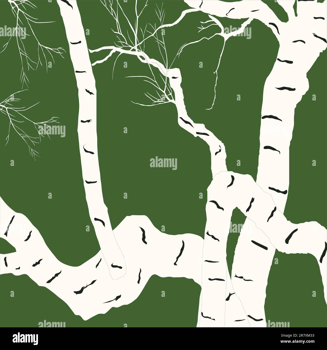 Aging birch, vector, illustration Stock Vector Image & Art - Alamy