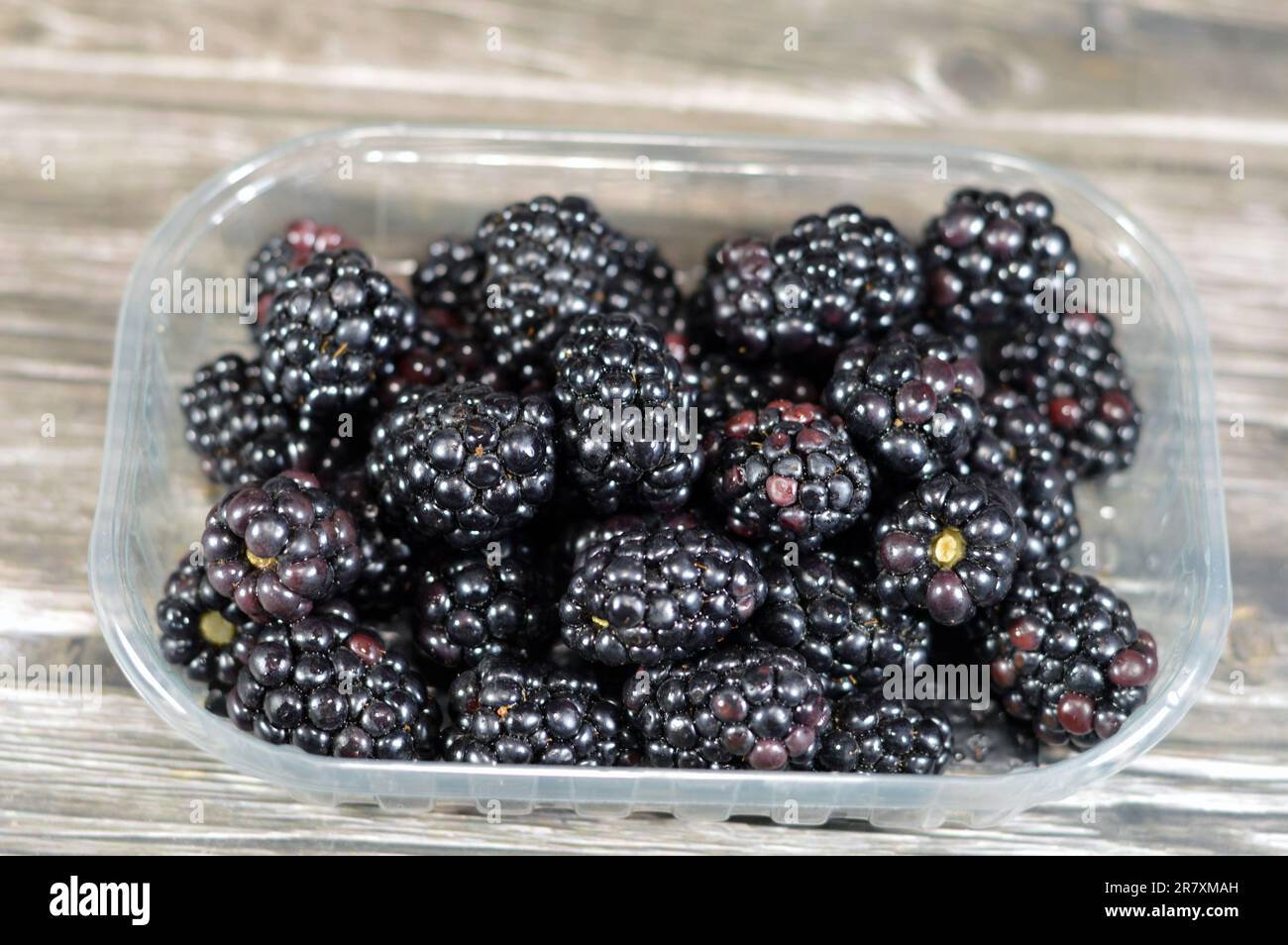 Blackberry, edible fruit of many species in genus Rubus in the family ...