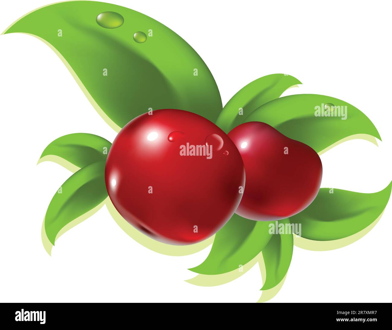 The may dew Stock Vector Images - Alamy
