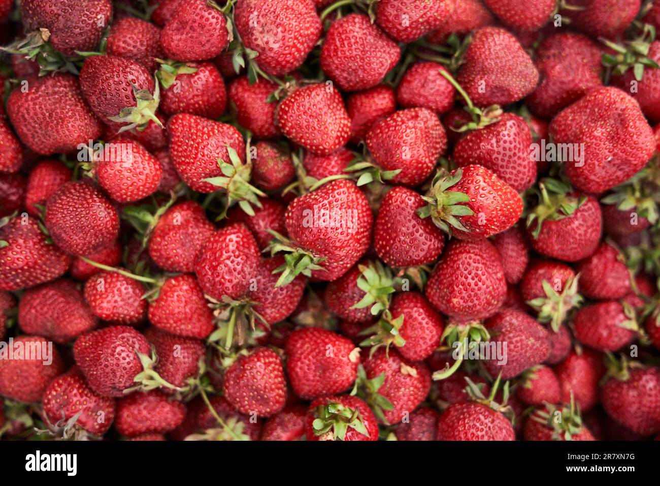 Juicy red strawberries. Lots of natural strawberries close-up, top view ...