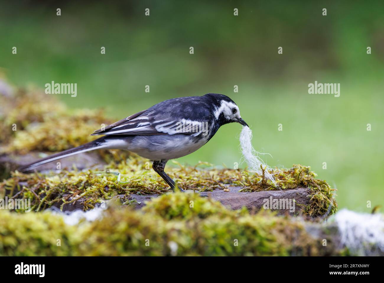 Collecting sheeps hi-res stock photography and images - Alamy