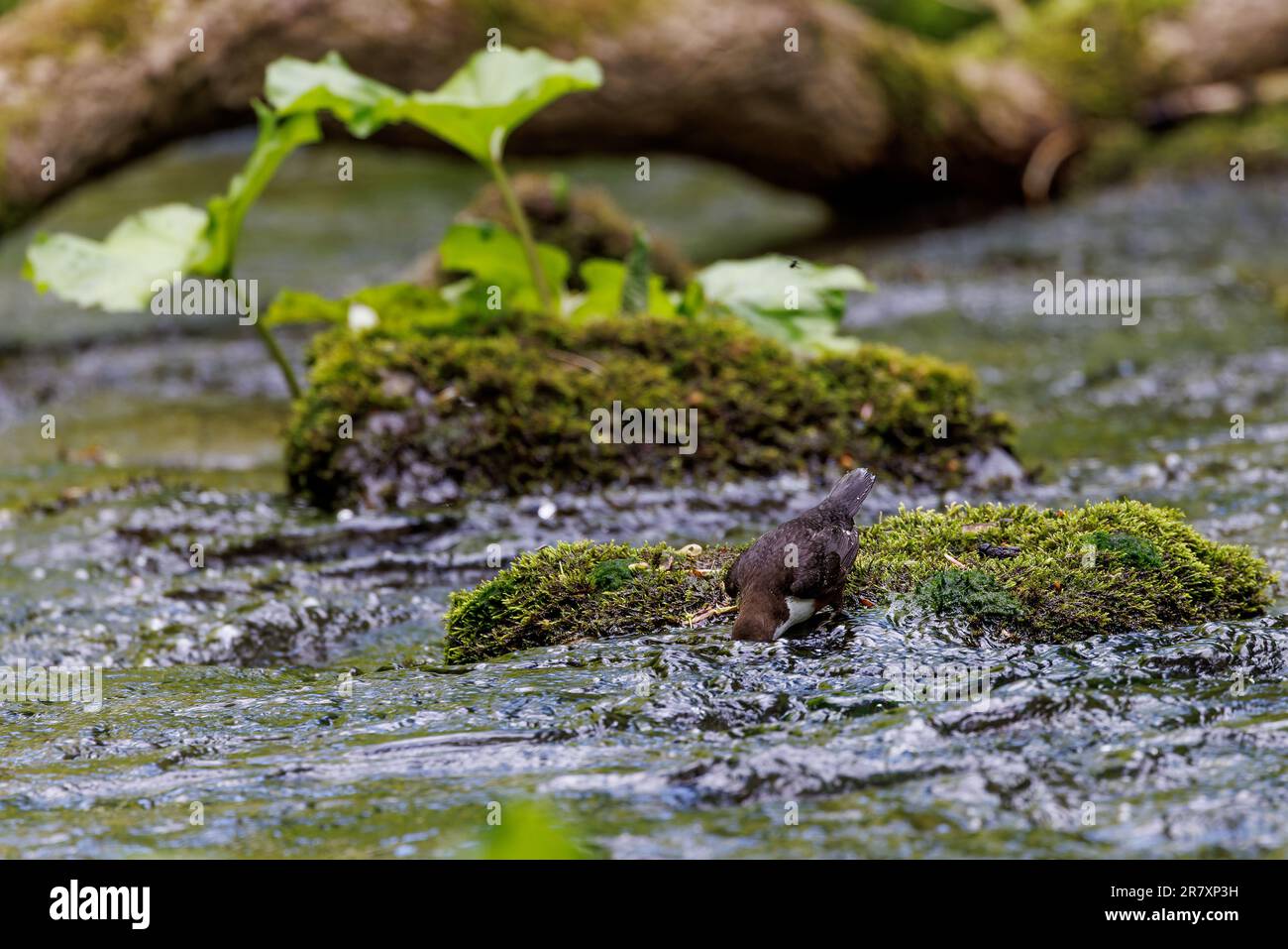Dipper [ Cinclus cinclus ] Adult bird with head under water feeding ...