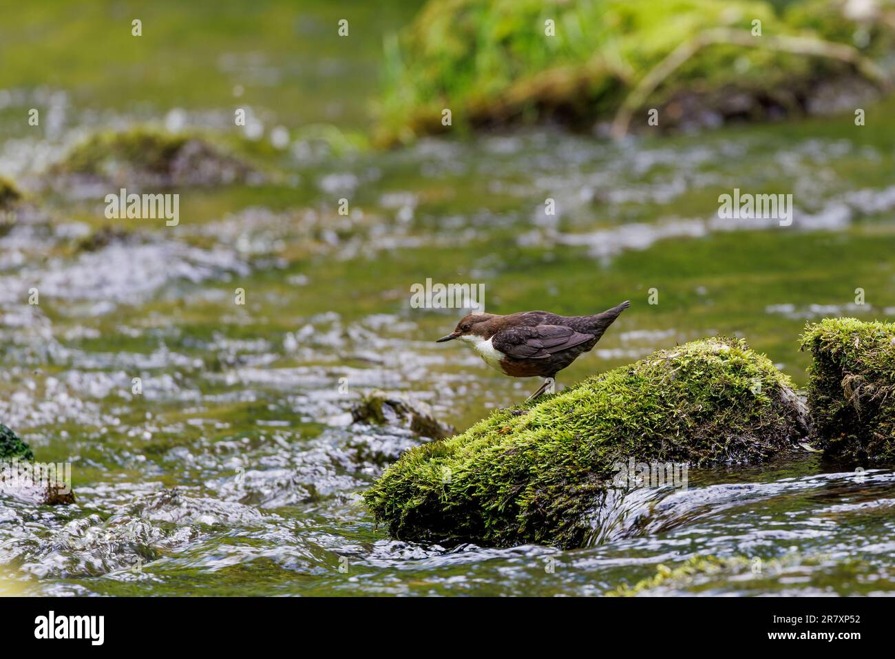 Dipper [ Cinclus cinclus ] Adult bird on mossy rock in river Stock ...