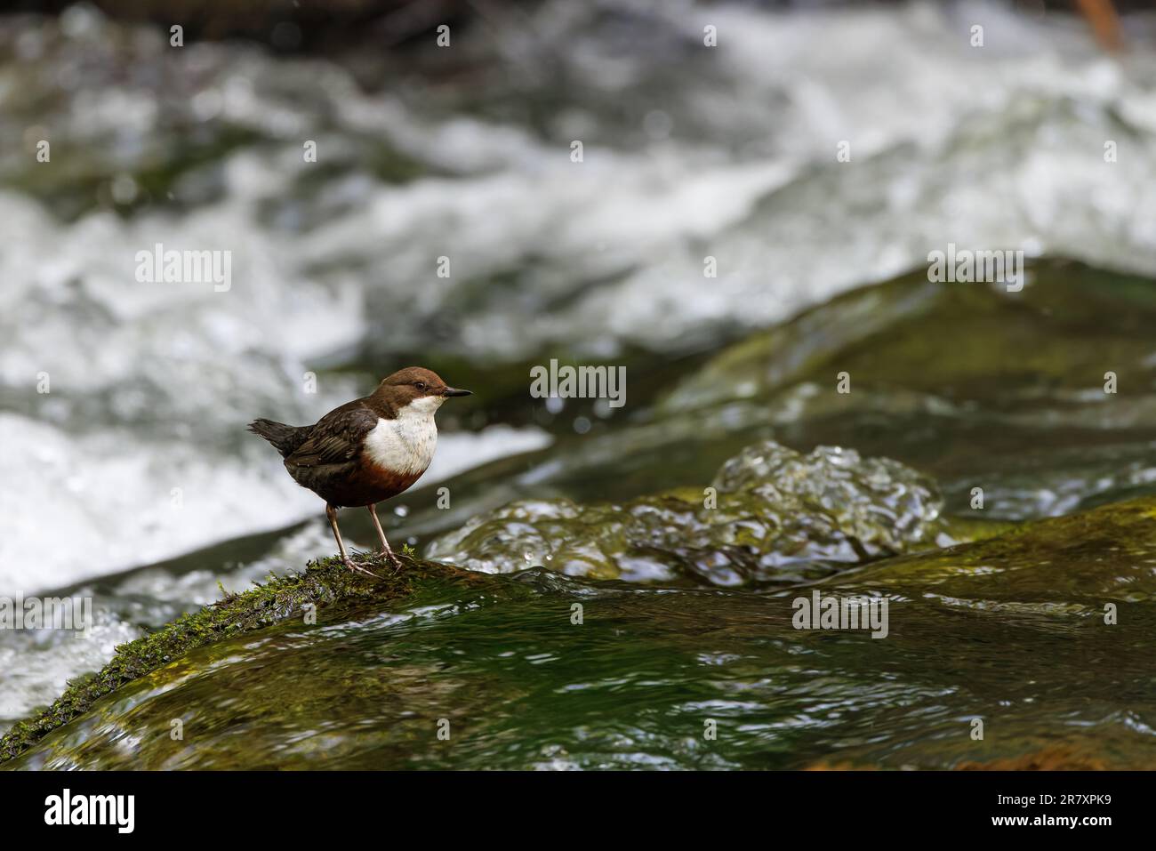 Dipper [ Cinclus cinclus ] Adult bird on a rock in the river Stock ...