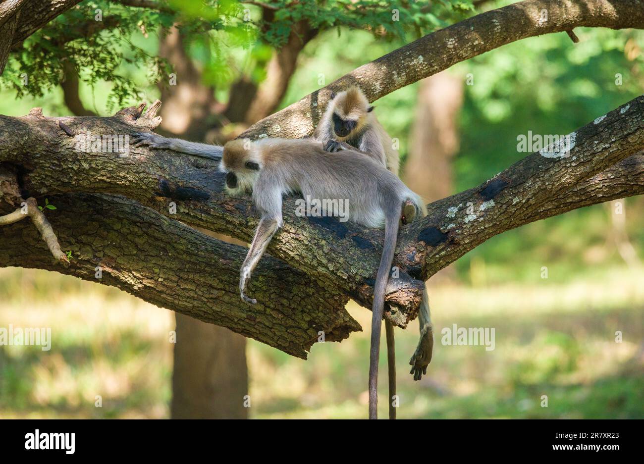 Pair of tufted gray langur monkeys resting on a tree, grooming each ...