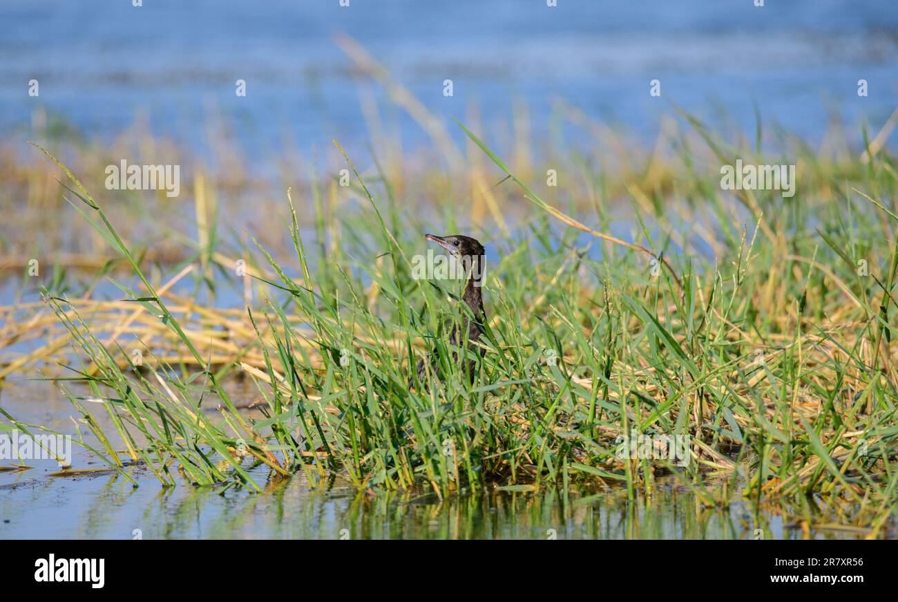 Indian shag hiding in the reeds in a marsh Stock Photo - Alamy