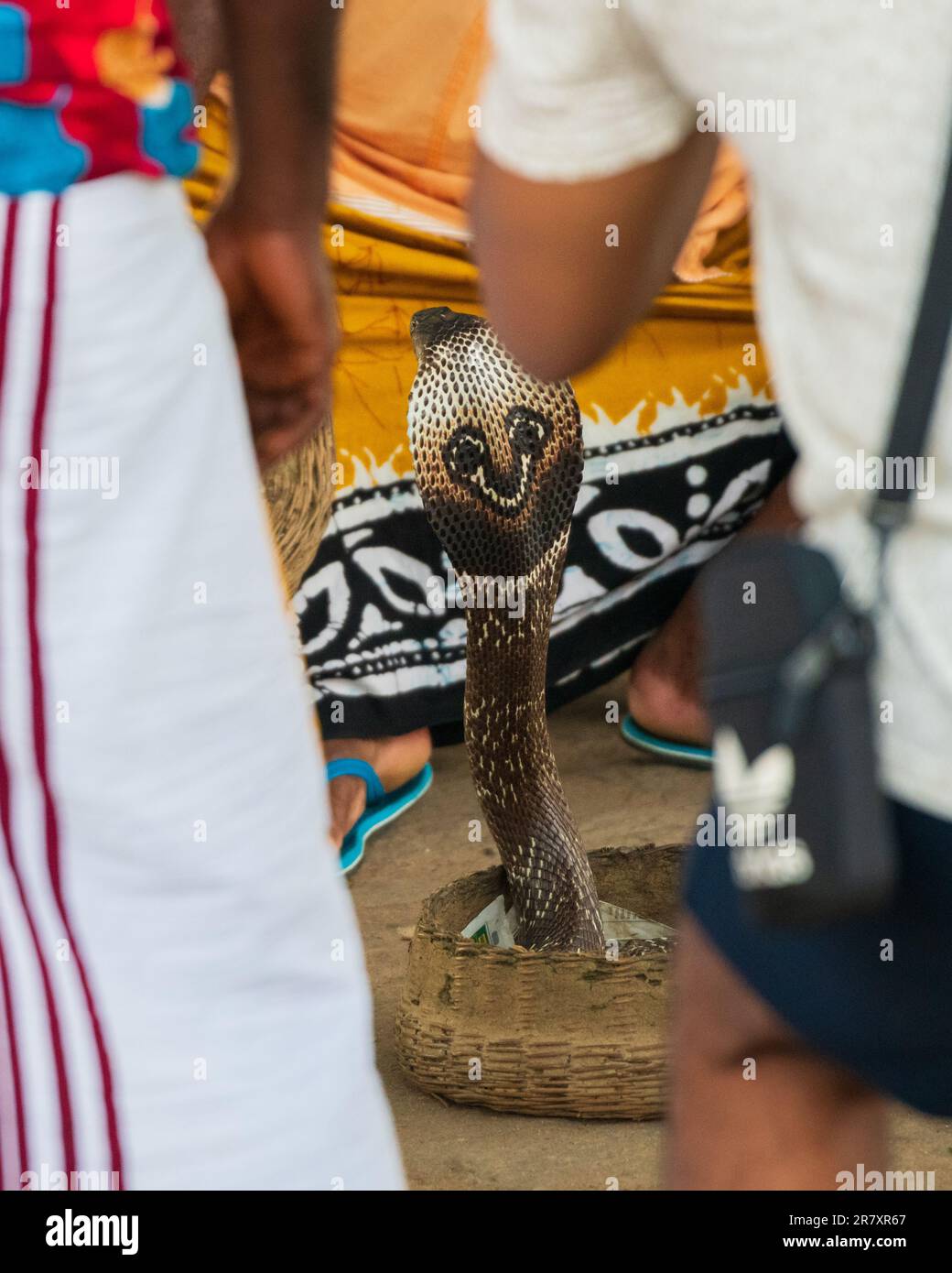 King kobra enchanted by a snake charmer in a public space Stock Photo ...